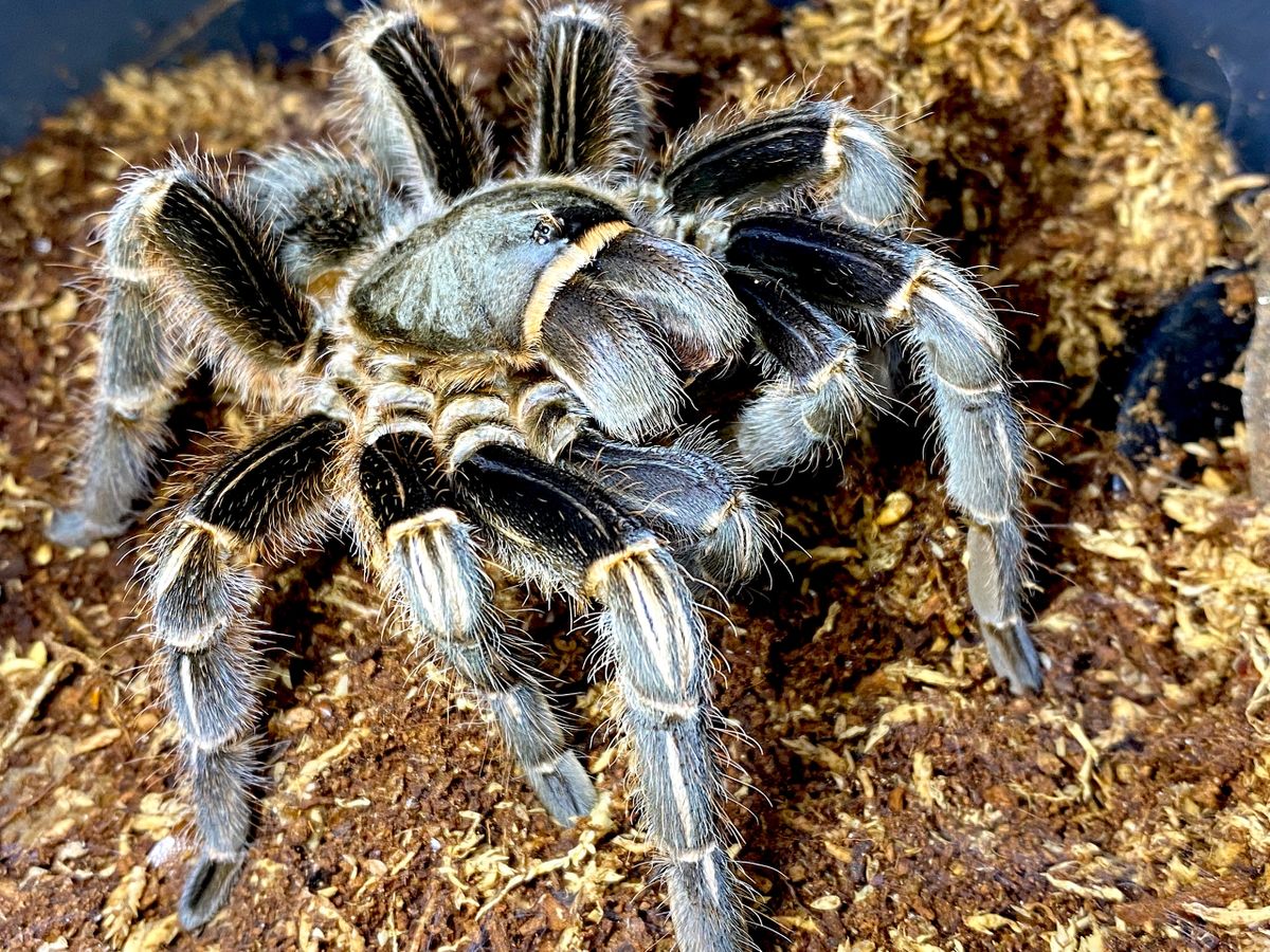 Aphonopelma seemani, Costa-Rican Zebra Tarantula