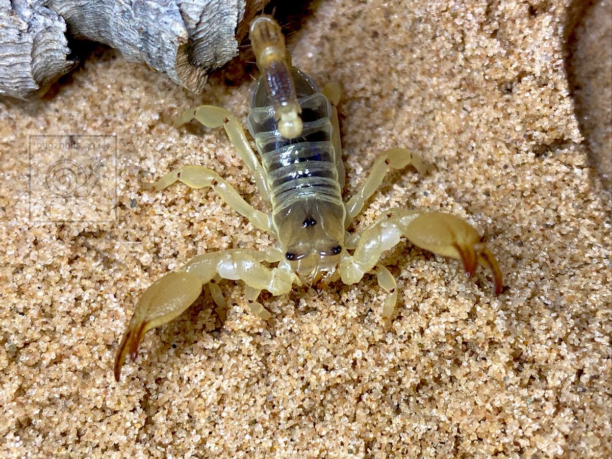 Scorpio Maurus, Large Claw Scorpion