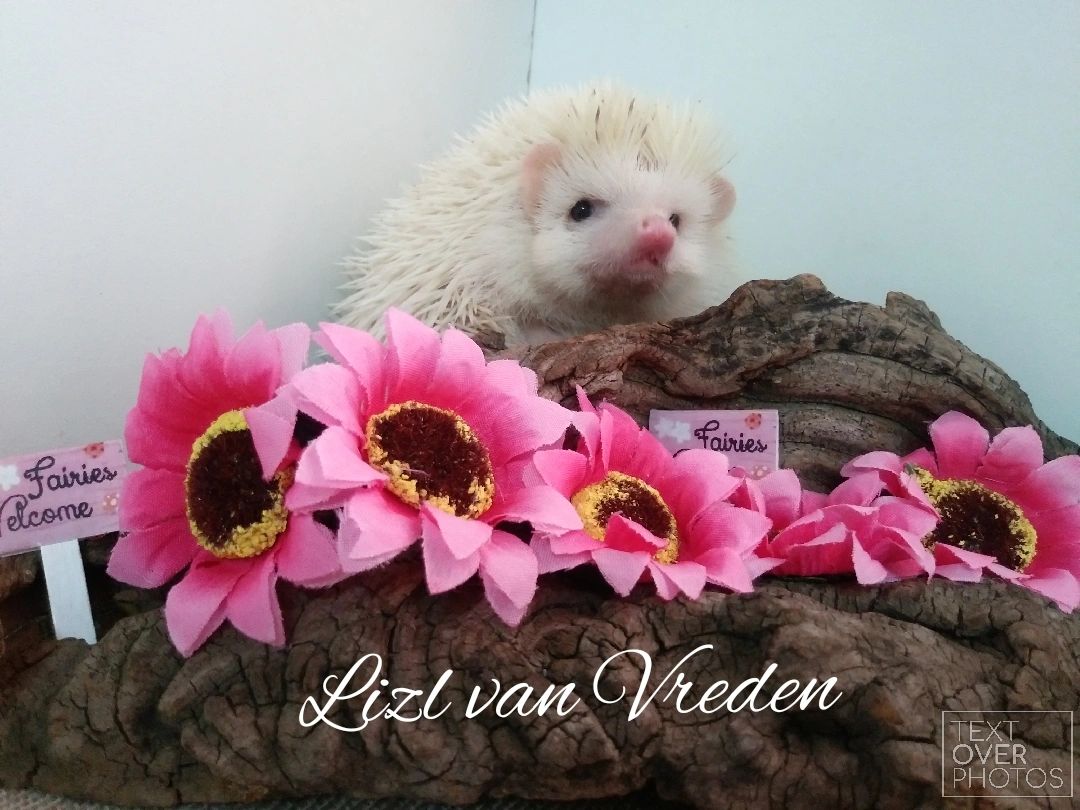 Expert Hedgehog Care Tips | Awesome Krimpvarkies
