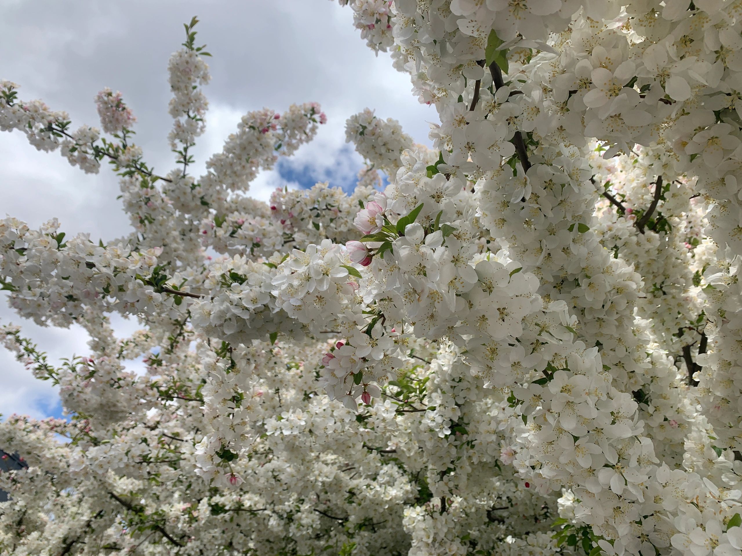 Prairiestone,Inc - Landscaping, Lawn Maintenance