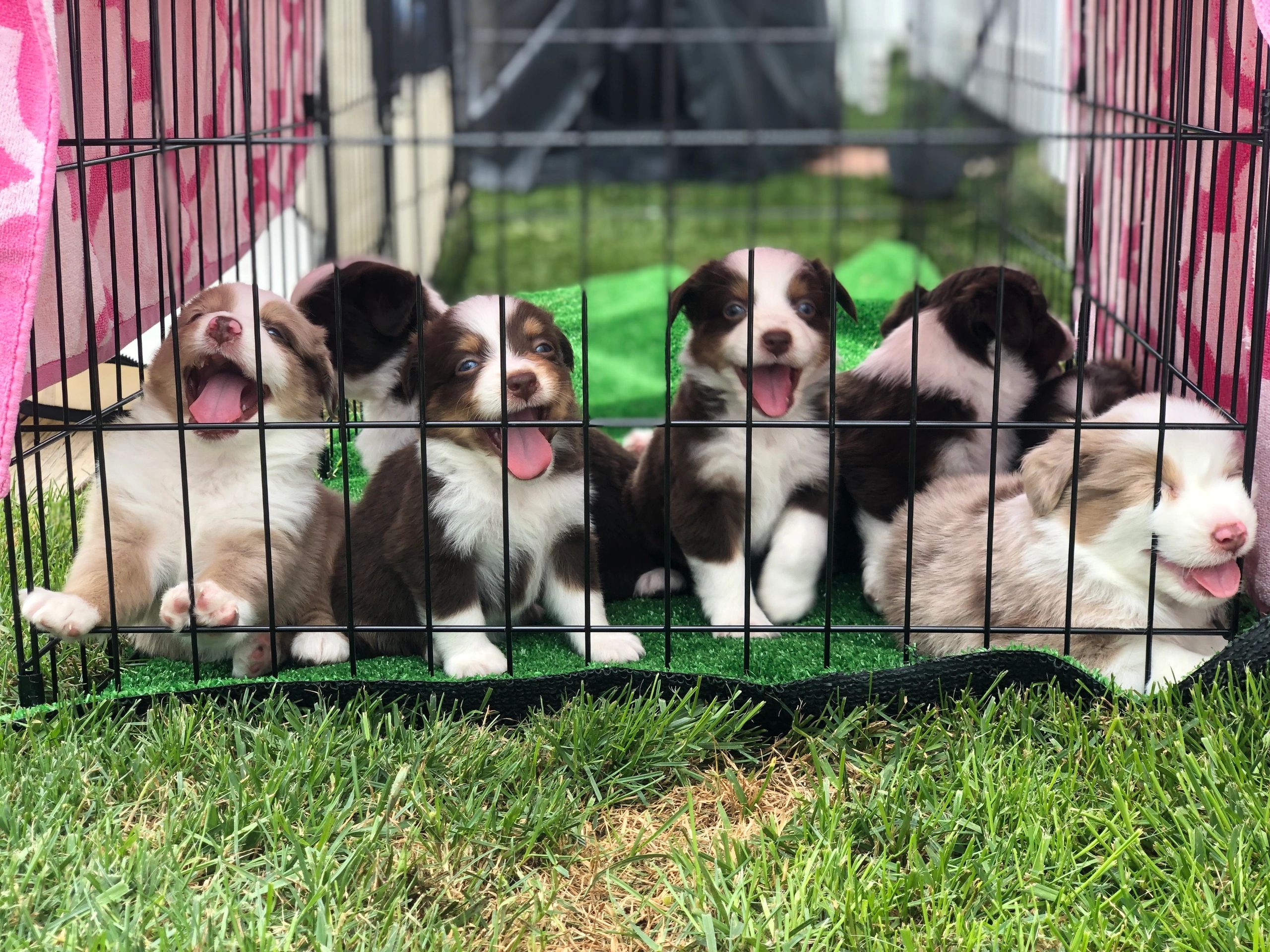 All That Auss Miniature Aussies - Mini Aussie, Mini American ...