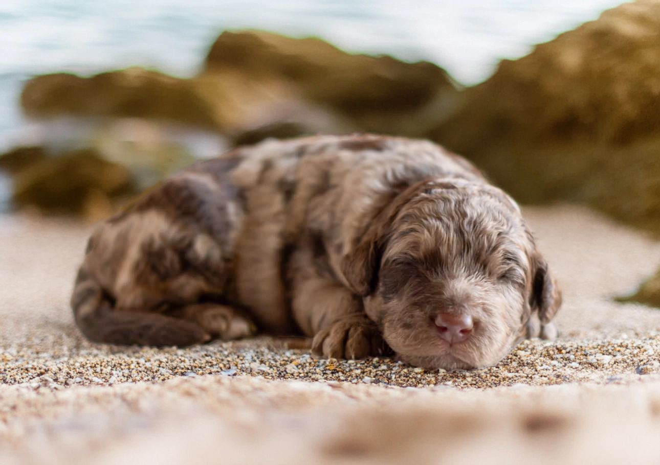 Available Puppies