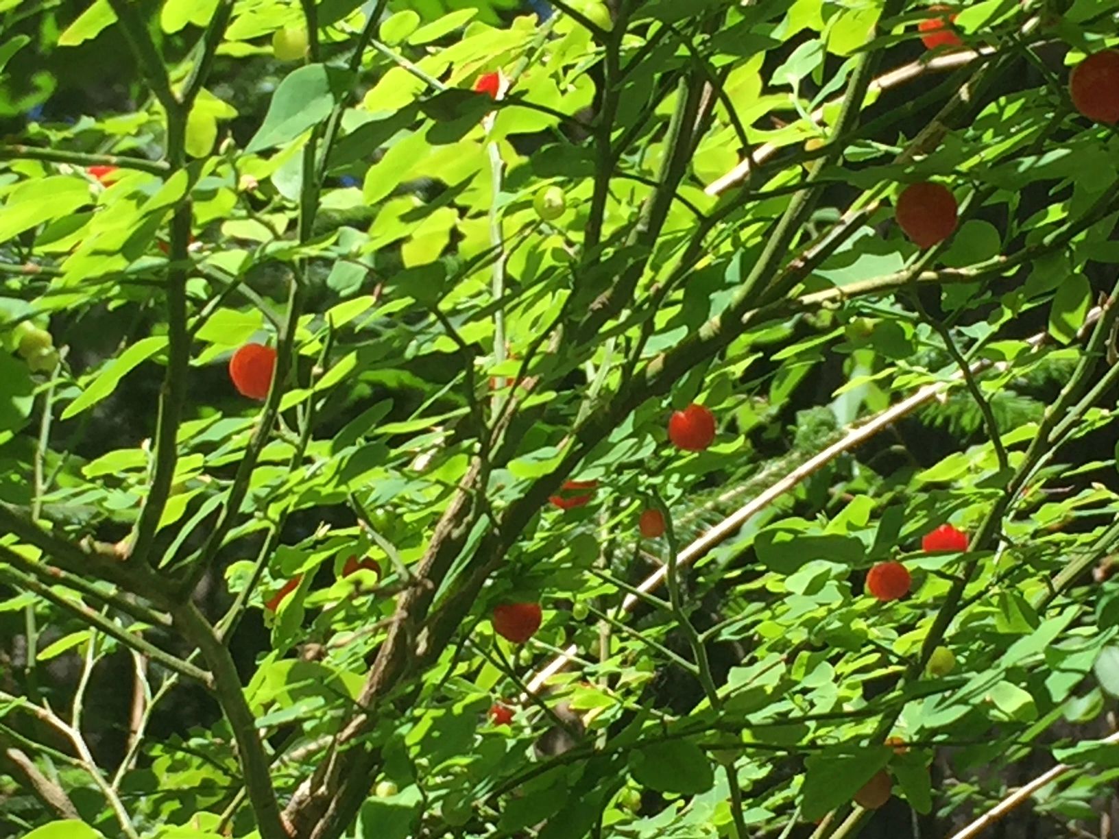 Where have all the huckleberries gone?