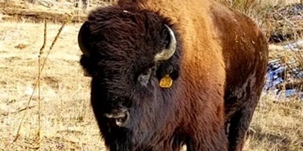 Adams Natural Meats - Bison in Buckeye, Food, Angus Beef in Buckeye