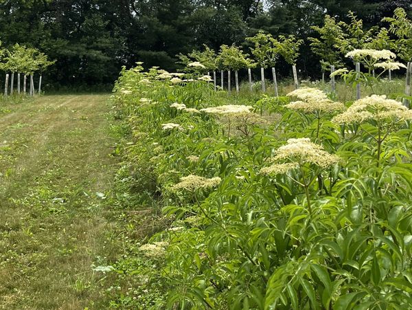 New Jersey Nut Farms