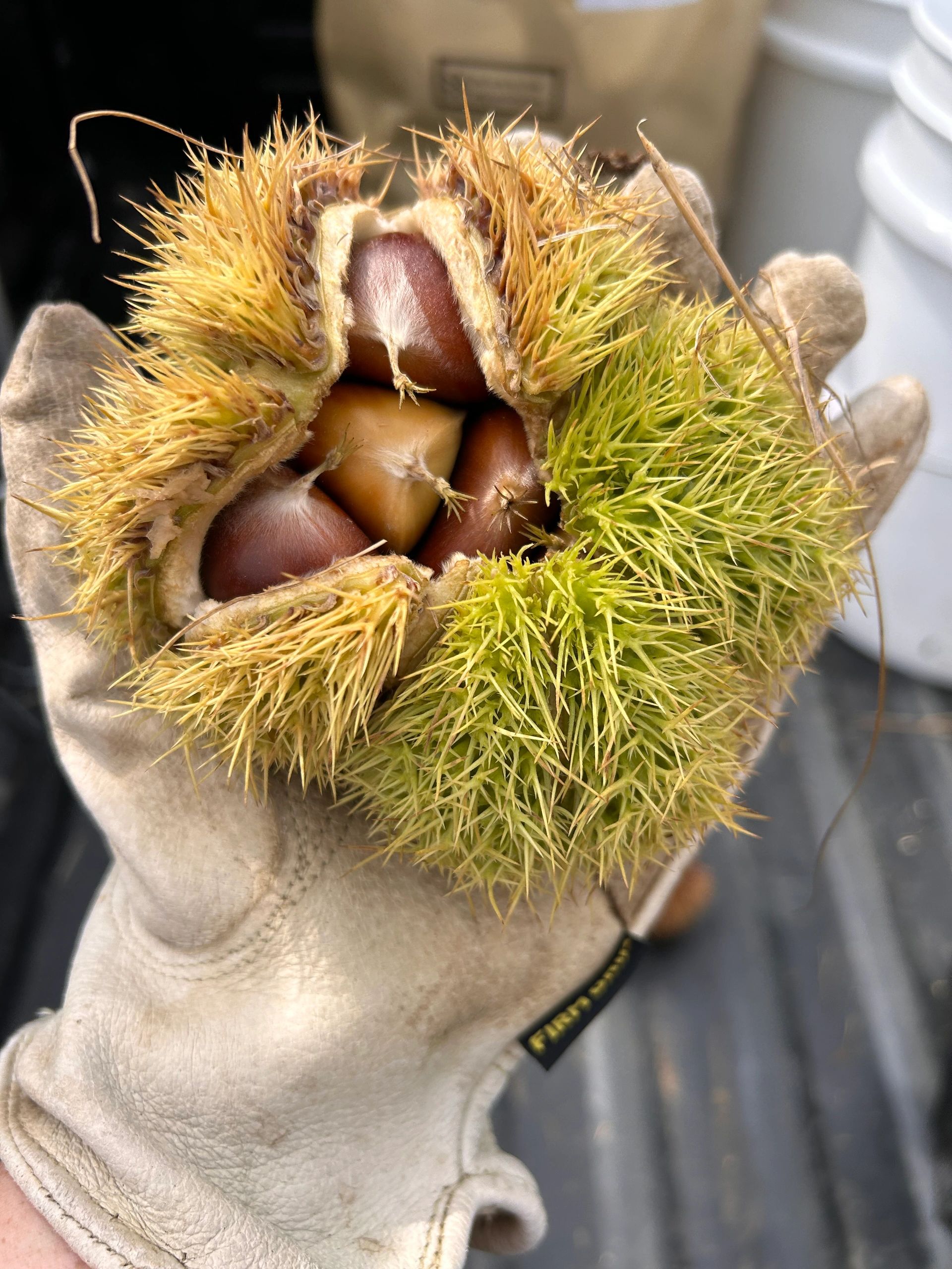 New Jersey Nut Farms