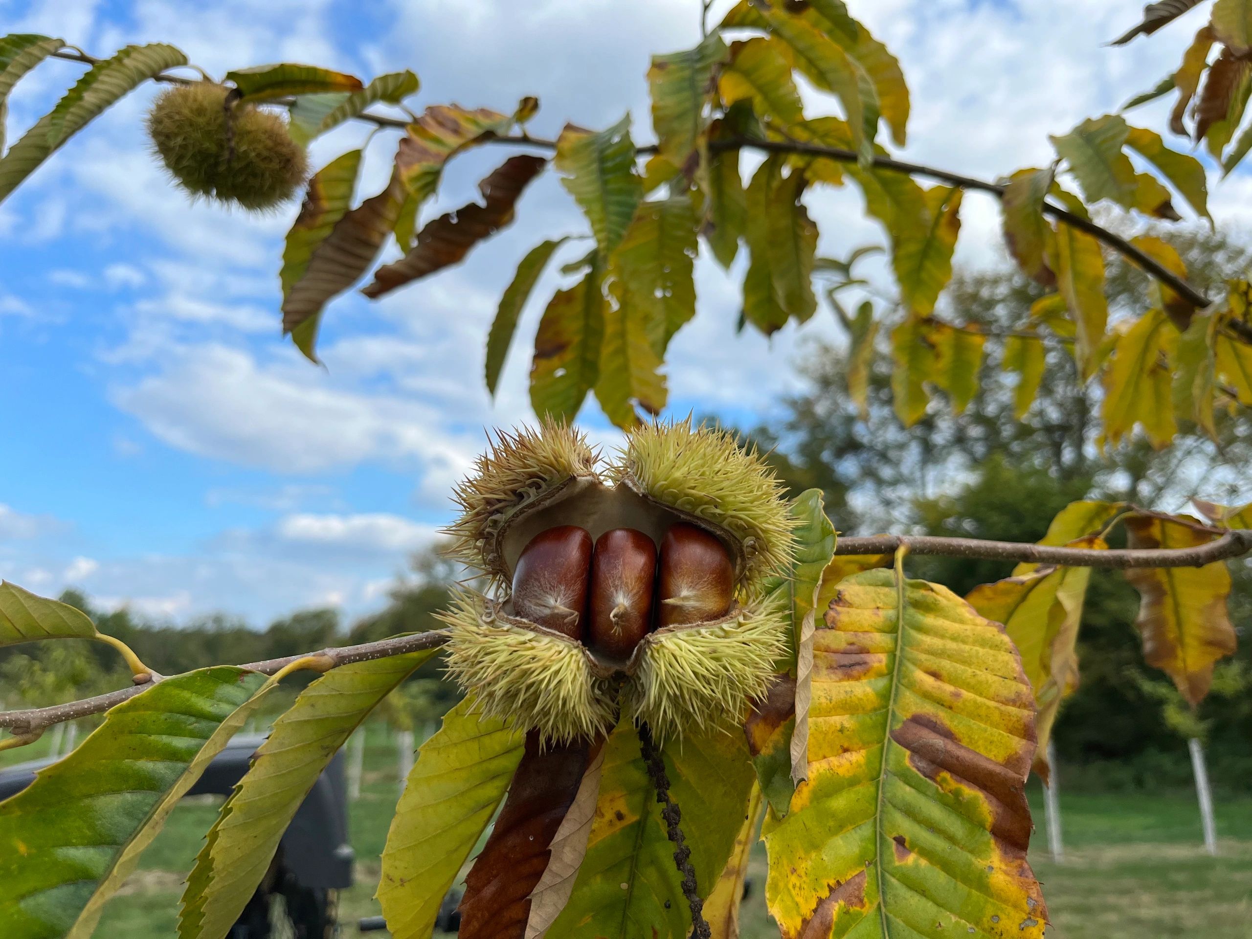 New Jersey Nut Farms