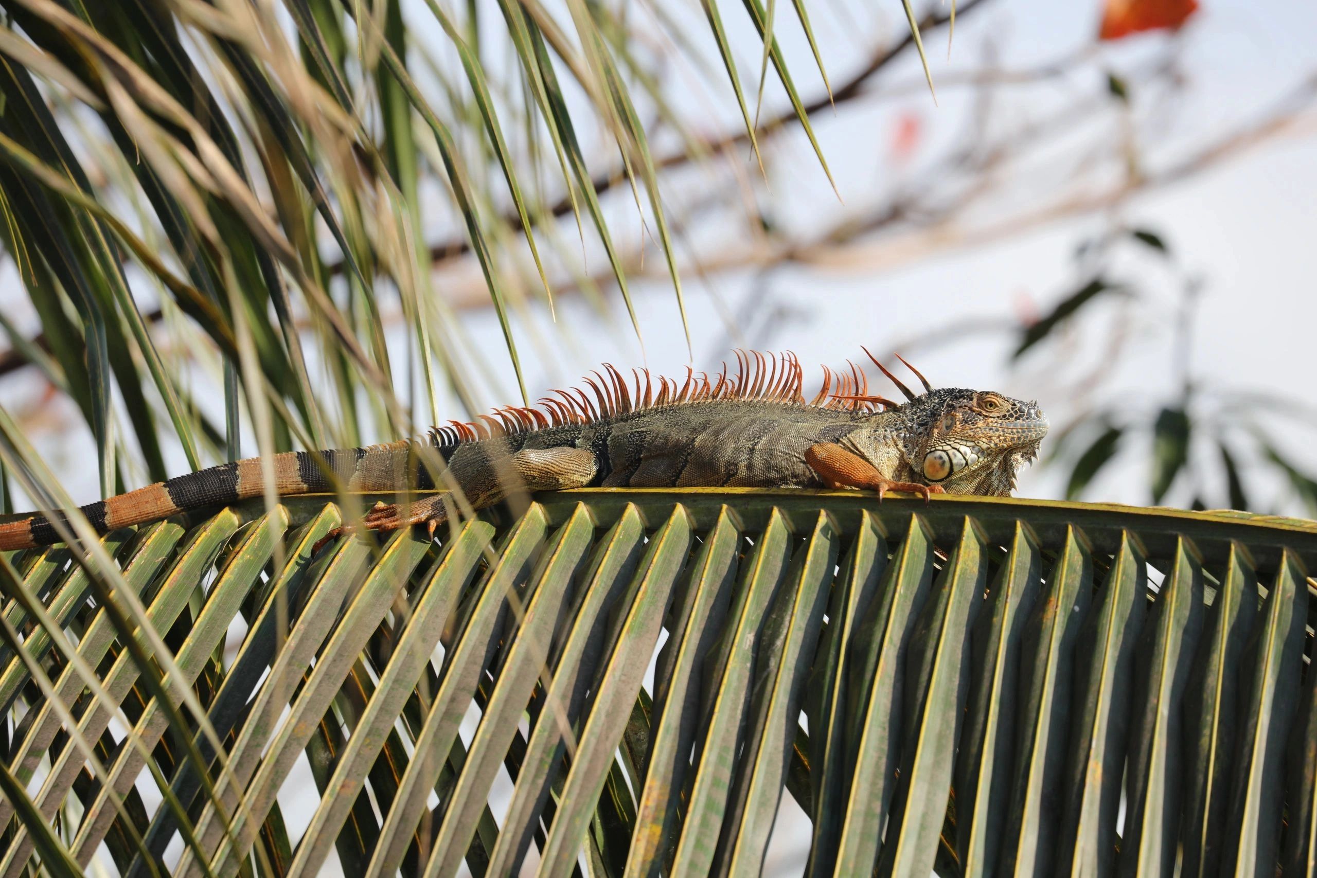 Lizard Hunt in Florida - Experience the Thrill of Iguana Hunts