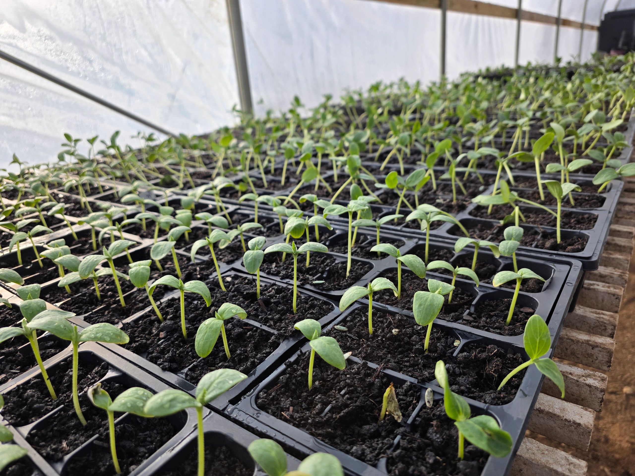 Fresh Flowers, Plant Starts, and Fresh Produce | Rising Springs Farm