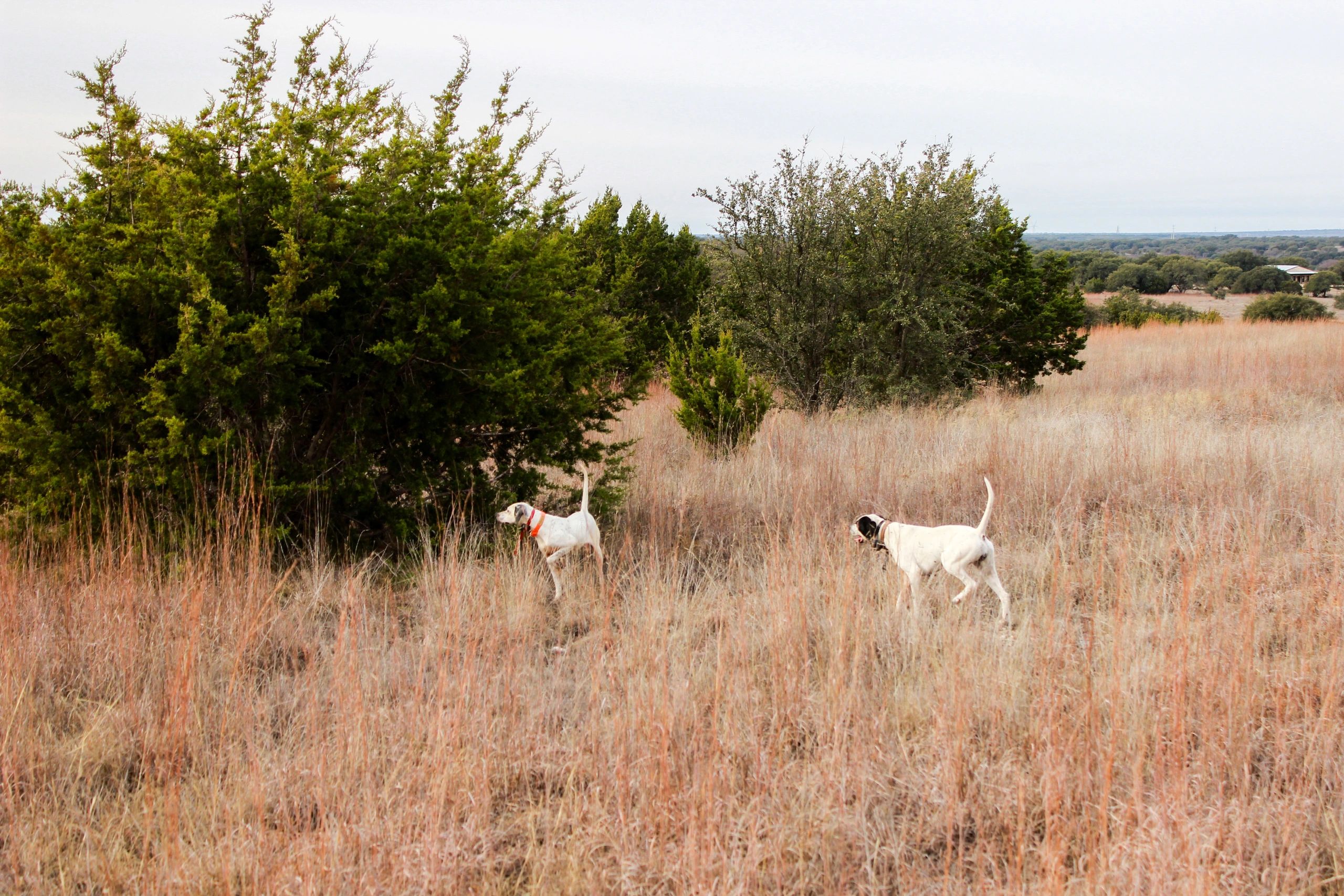 Texas Hunting Lodge