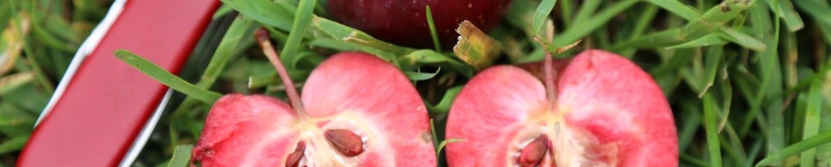 Red flesh Apple Pear sale | Rare Fruit Trees