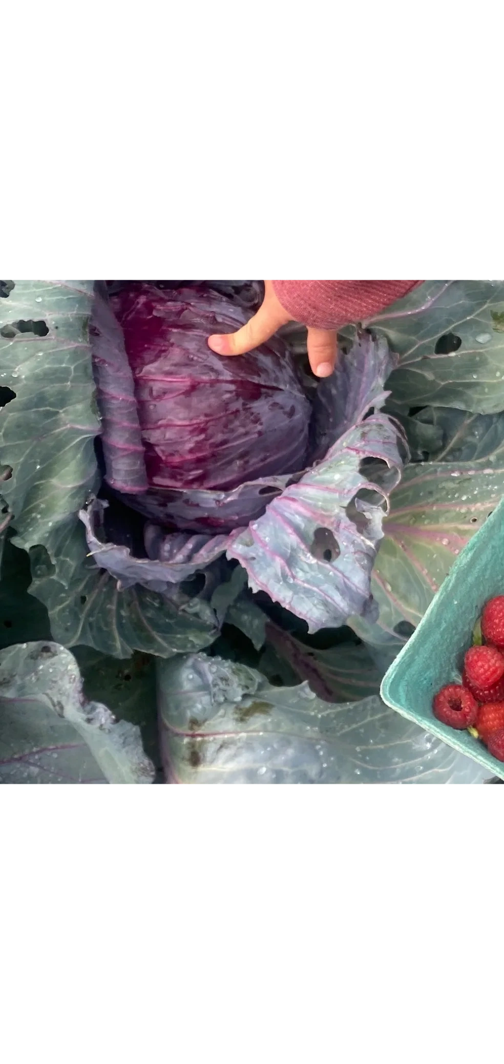 Copper Moose Farm Tour