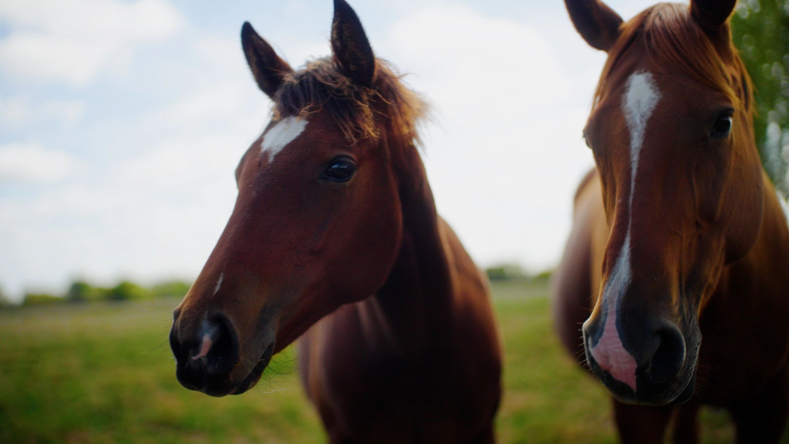 Evergreen Breeding Co