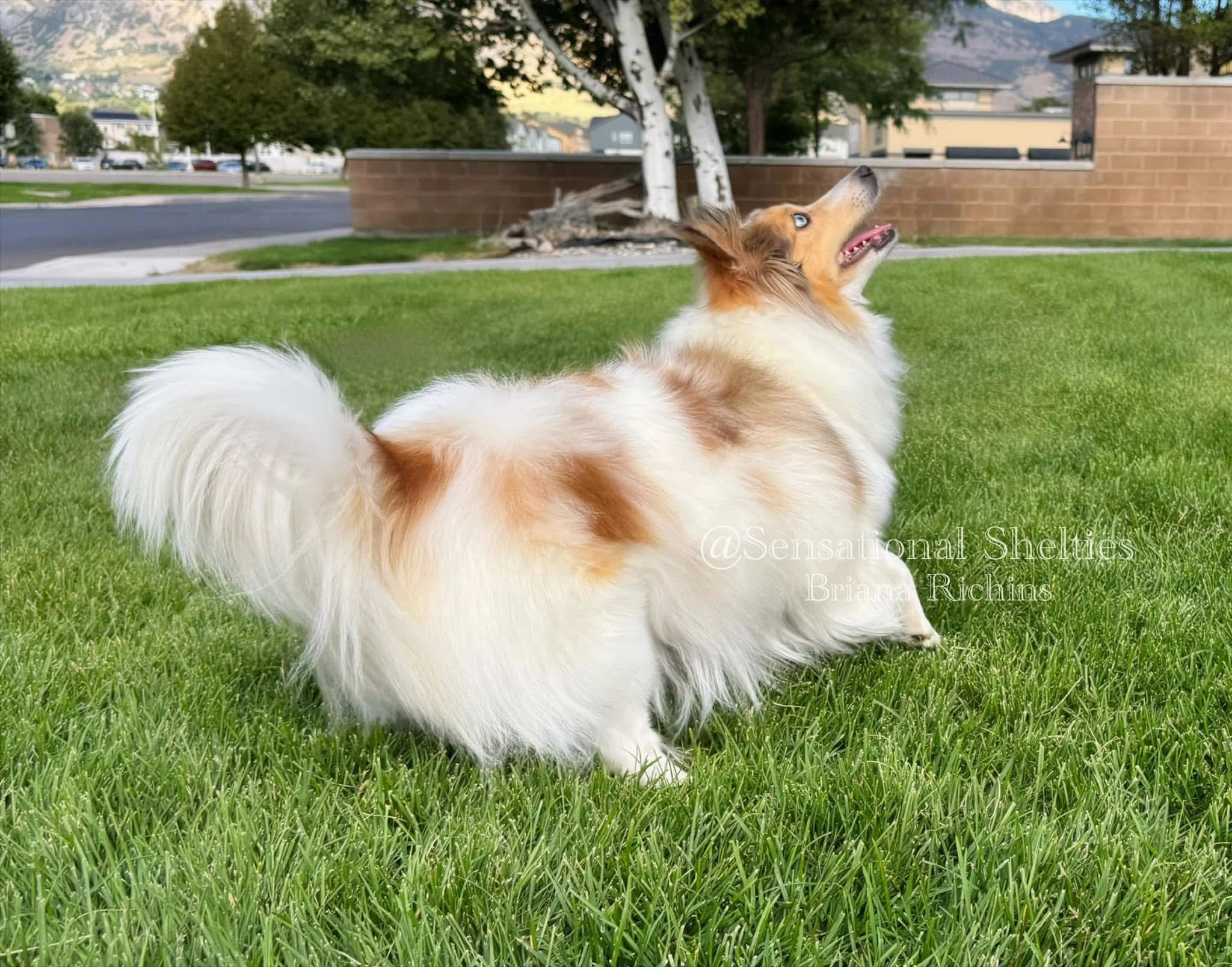 Sensational Shelties - Puppies in Utah, Toy Shelties, Sheltie Puppies