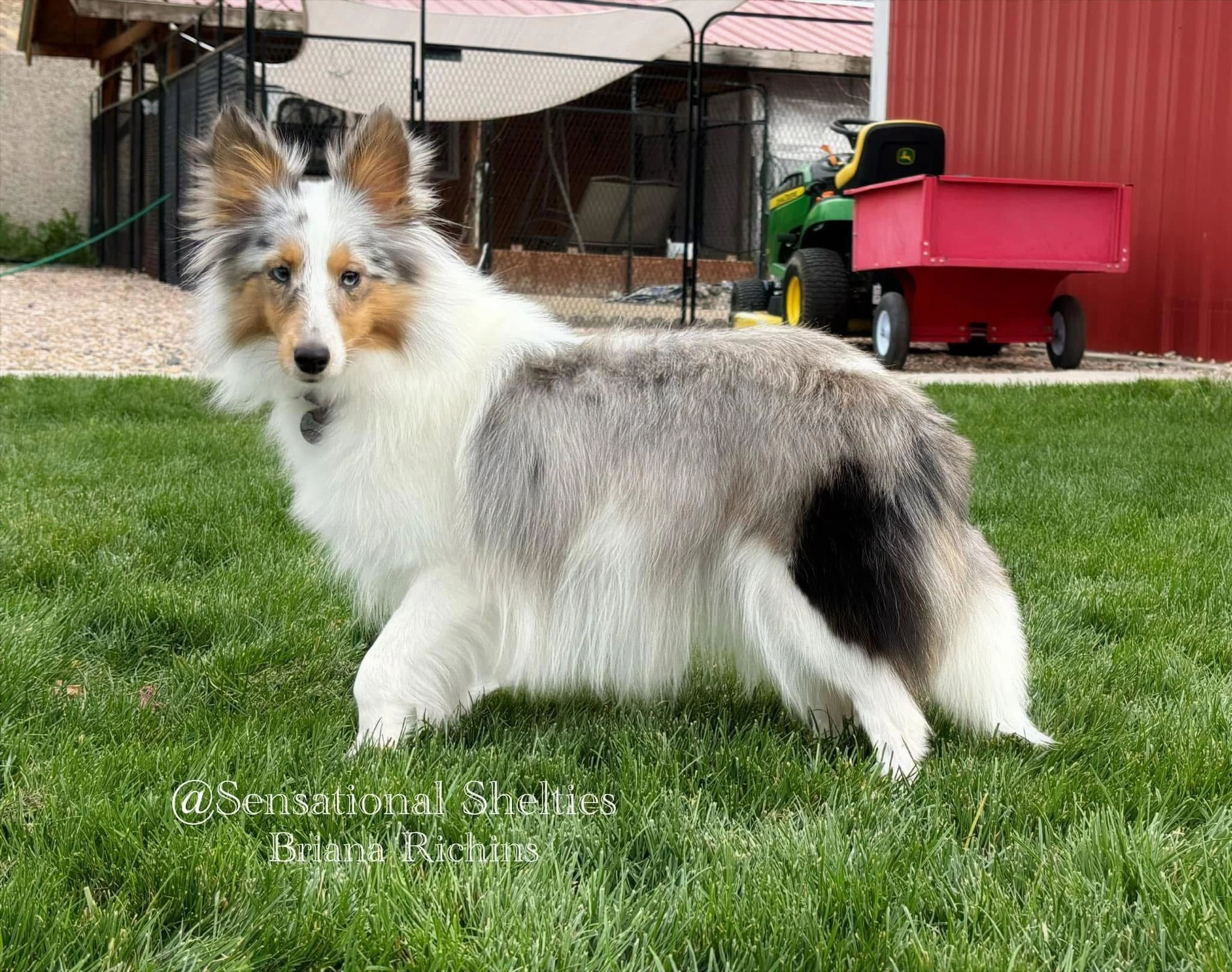 Sensational Shelties - Mini Shelties, Toy Shelties, Shelties in Utah