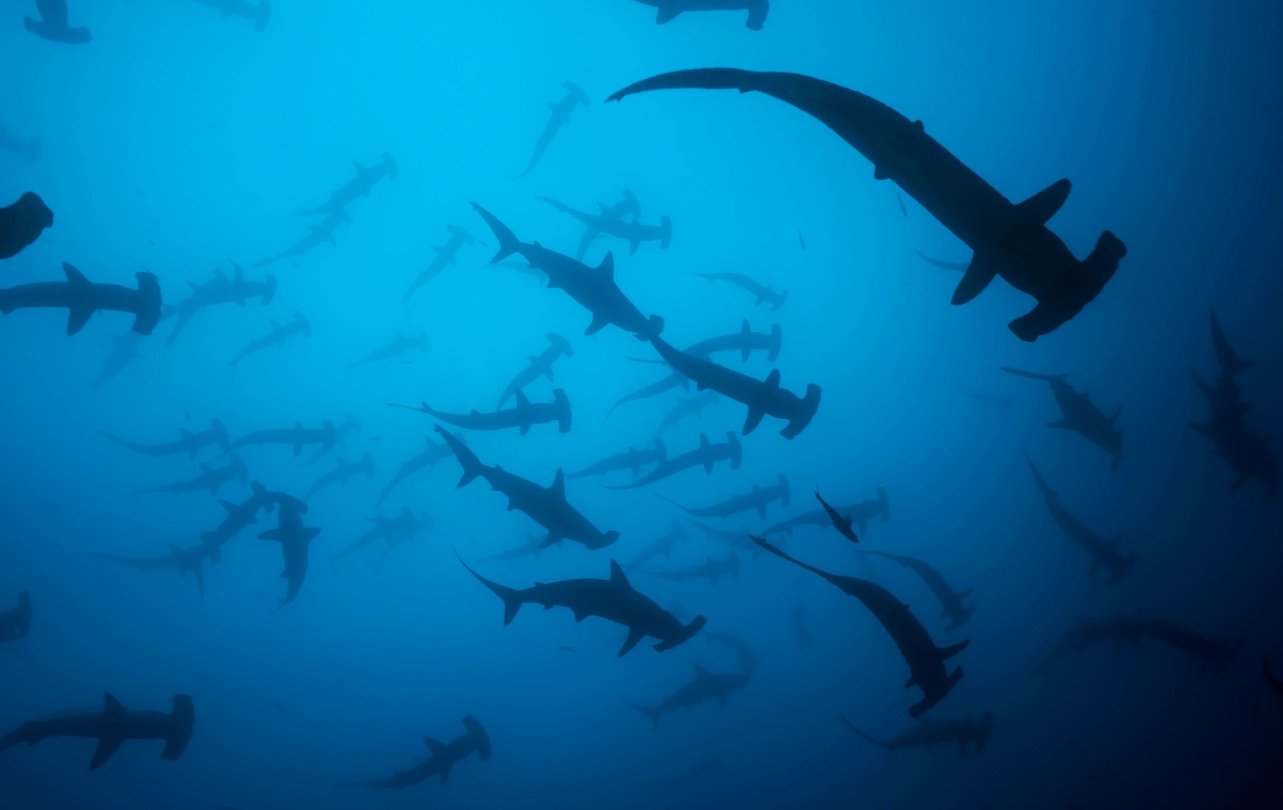 Ocean Conservation - For the Oceans Foundation