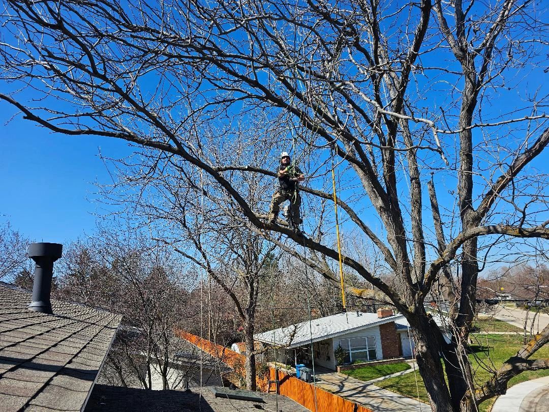 Affordable Tree Services for Every Need