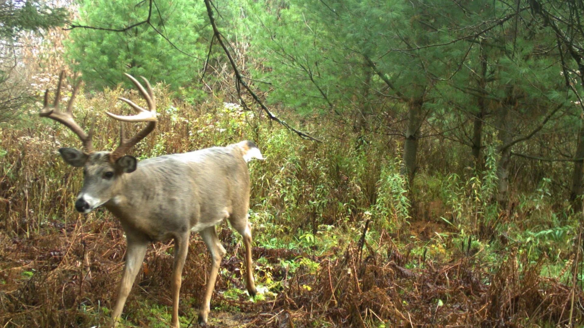Food Plots - Land&Habitat Services