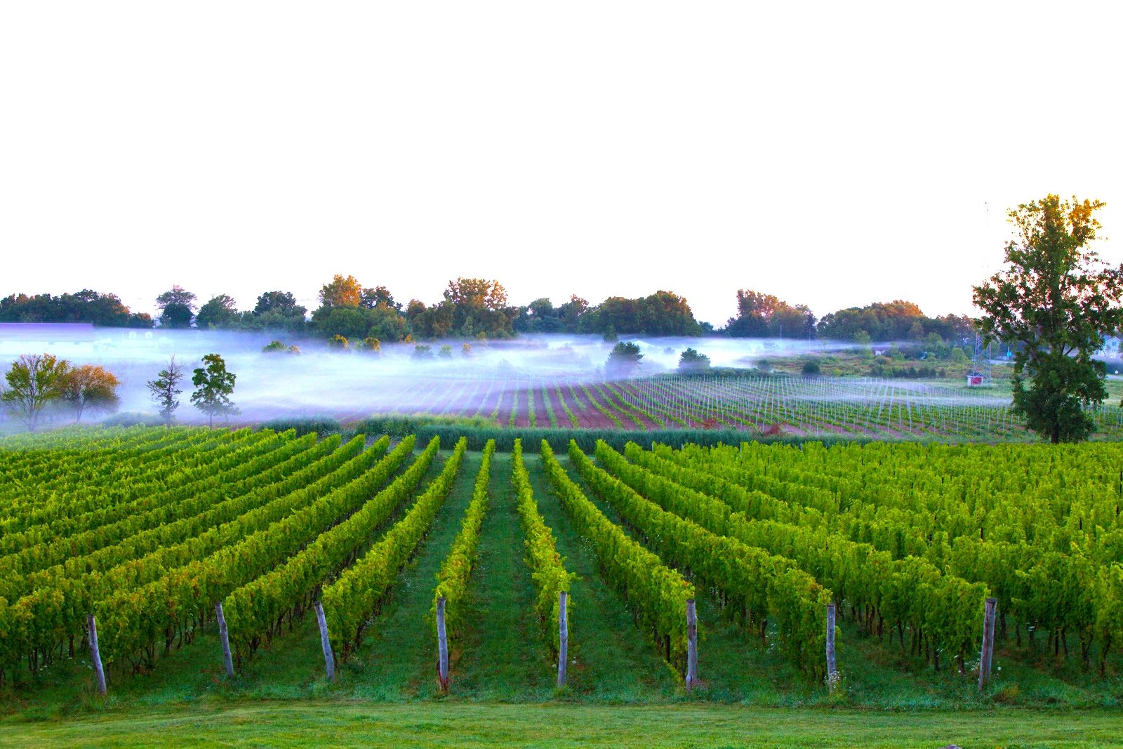 Wine, Vineyards, Wineries - Niagara Wine Country - Lockport, New York