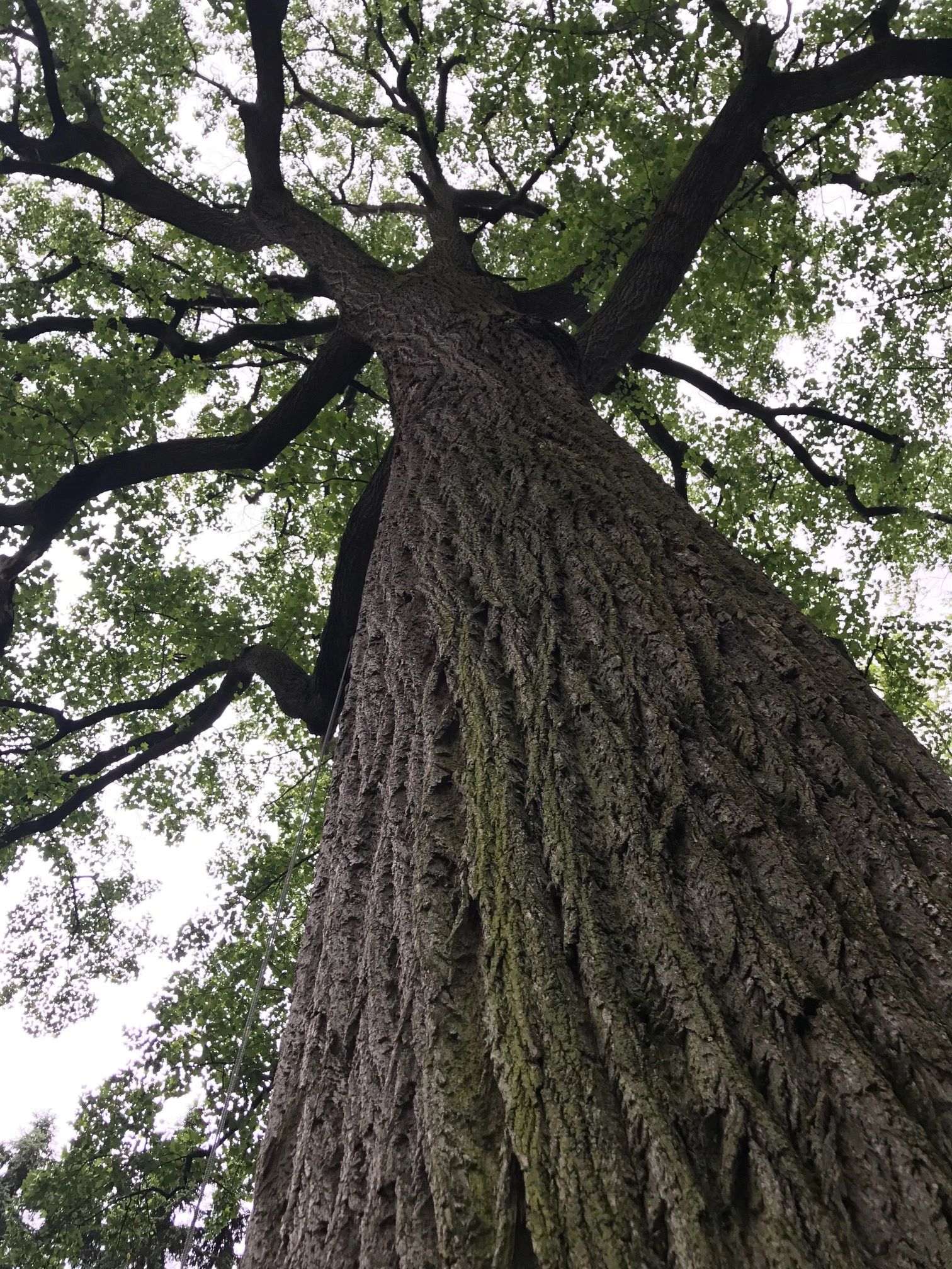 Chapingo Tree Care Specialists