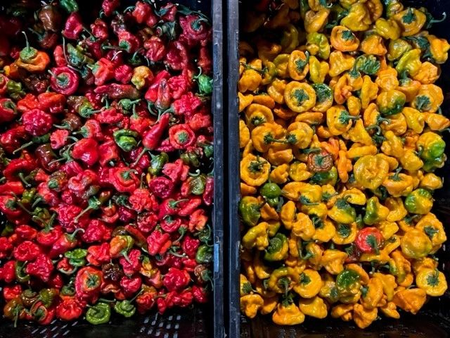 Fresh and Dried Scotch Bonnet Peppers - Colorado Scotch Bonnets