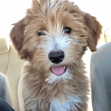 Brittany's Mini Whoodles - Mini Whoodle, Whoodle Breeder | Brittany's ...