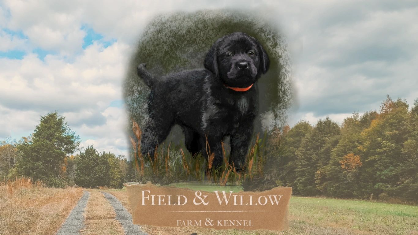Contact | Field & Willow Kennel