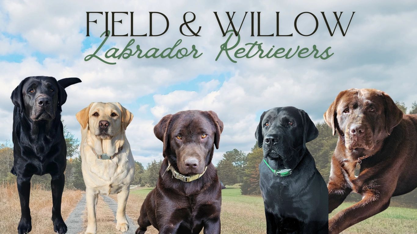 Lab Puppies in Virginia | Field & Willow Kennel