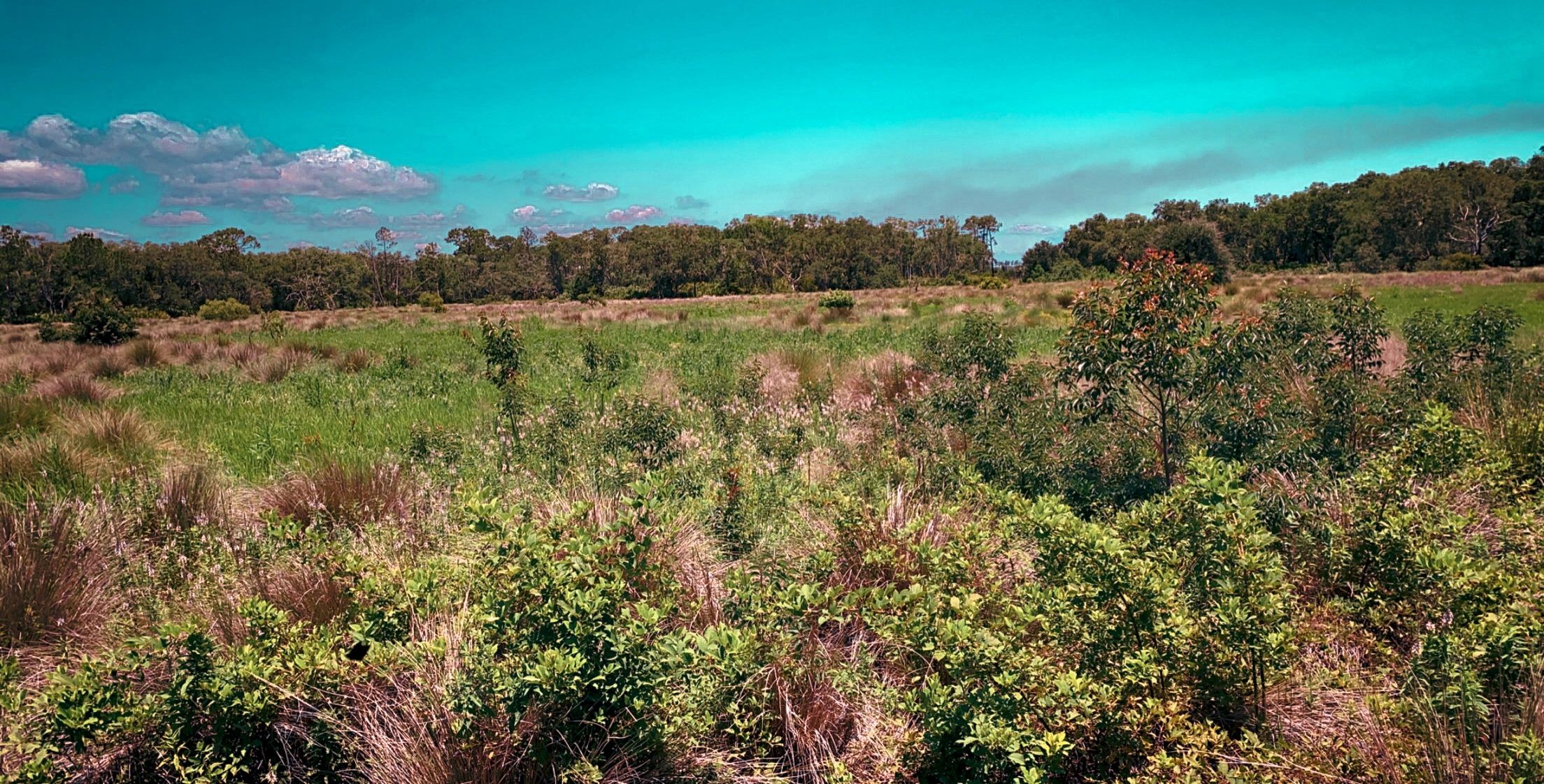 Moss Photography X Design