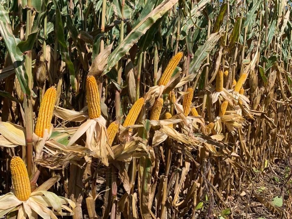 Anderson Seed Solutions