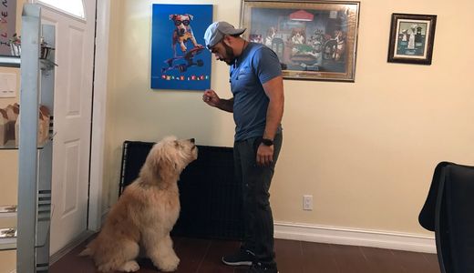 Dog Training | Sit Stay Dog Training LLC