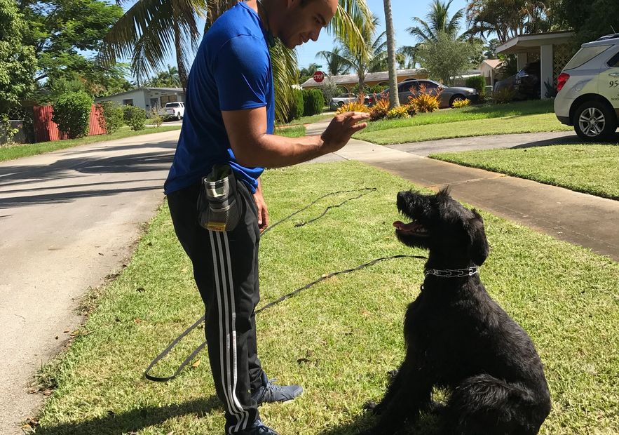 Dog Training | Sit Stay Dog Training LLC