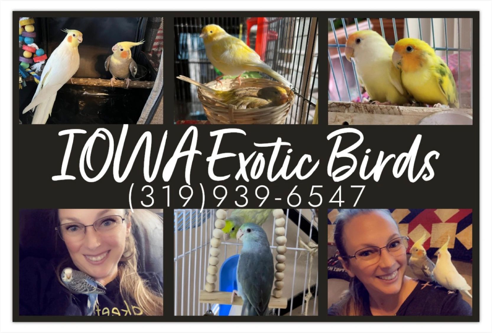 Iowa Exotic Birds