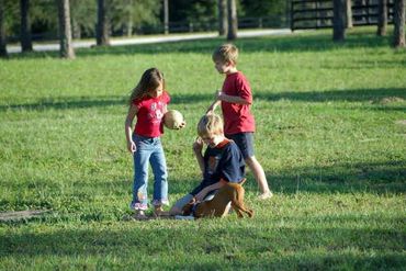 Tips and Ideas - Good Behavior DogTraining | Good Behavior Dog Training