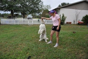 Tips and Ideas - Good Behavior DogTraining | Good Behavior Dog Training