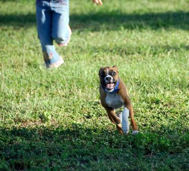 Tips and Ideas - Good Behavior DogTraining | Good Behavior Dog Training