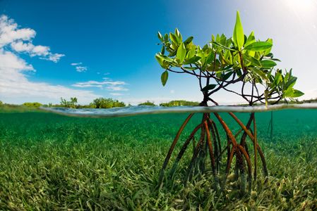 Ocean Revolution - Ocean Conservation, Indigenous Culture