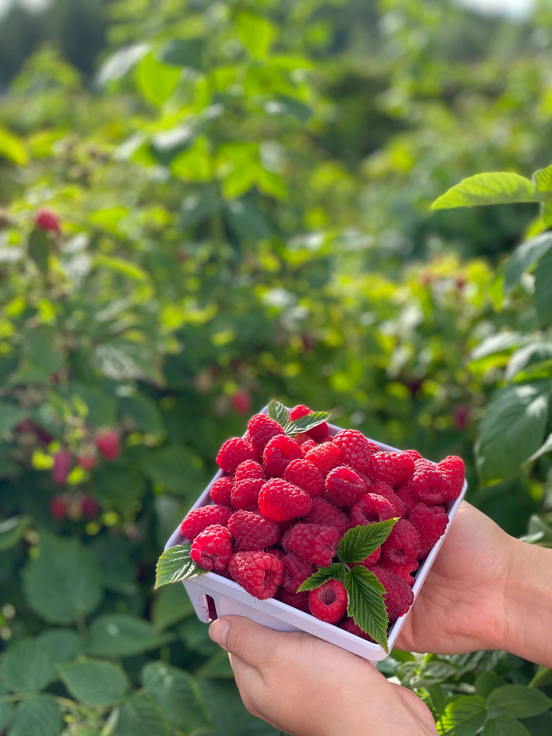 South Barlow Berries LLC