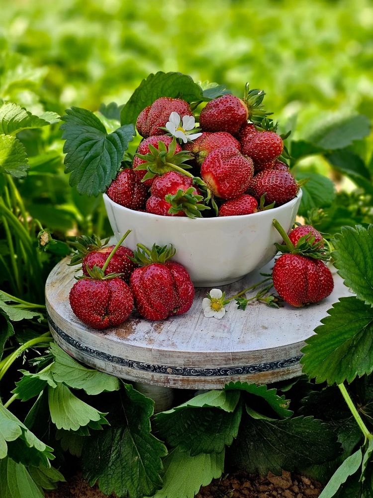 South Barlow Berries LLC