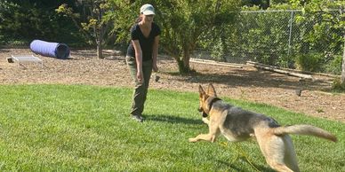 Dog Training Programs