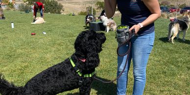 Dog Training Programs