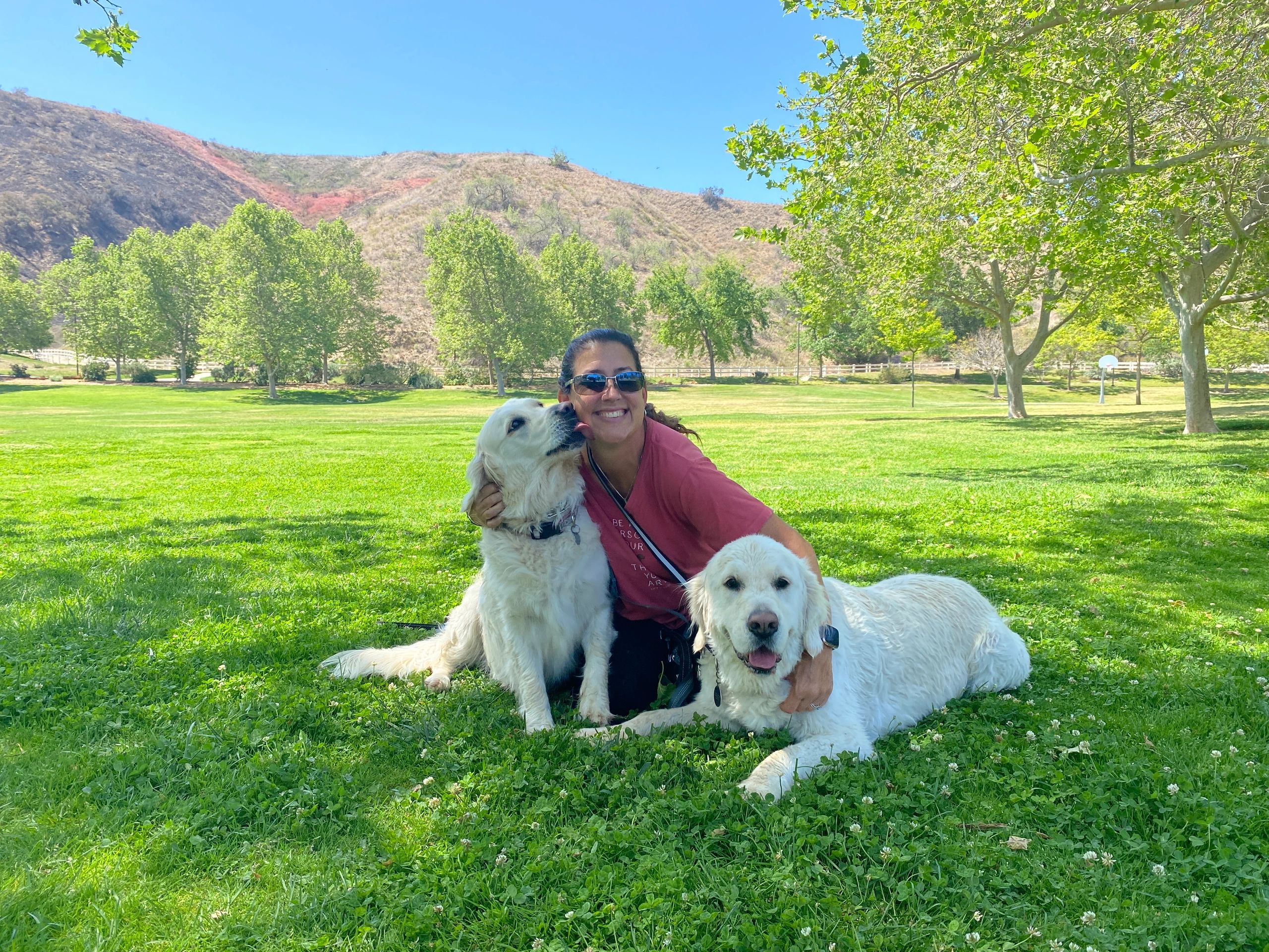 3 Dog Training - Dog Training, Puppy Training