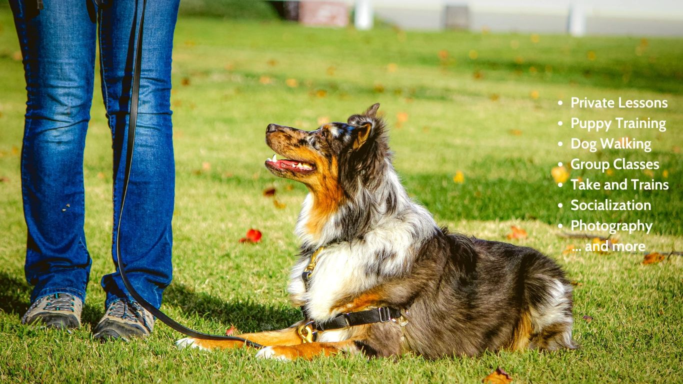 3 Dog Training - Dog Training, Puppy Training