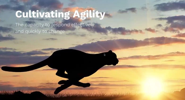 What Does Leadership Agility Look Like?