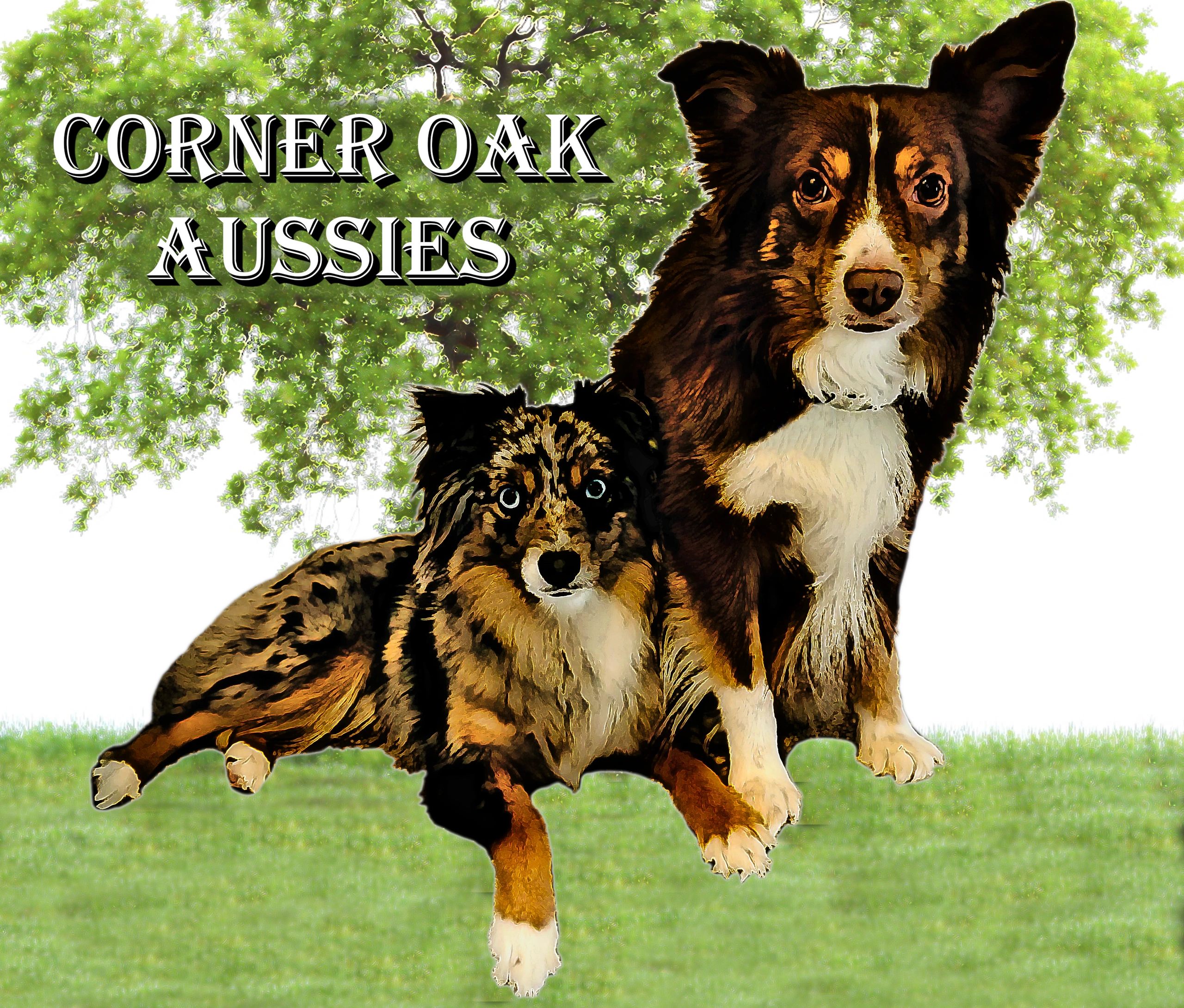 Miniature and Toy Australian Shepherds