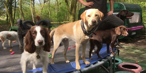 The Willow Tree: Your Ultimate Dog Park Experience