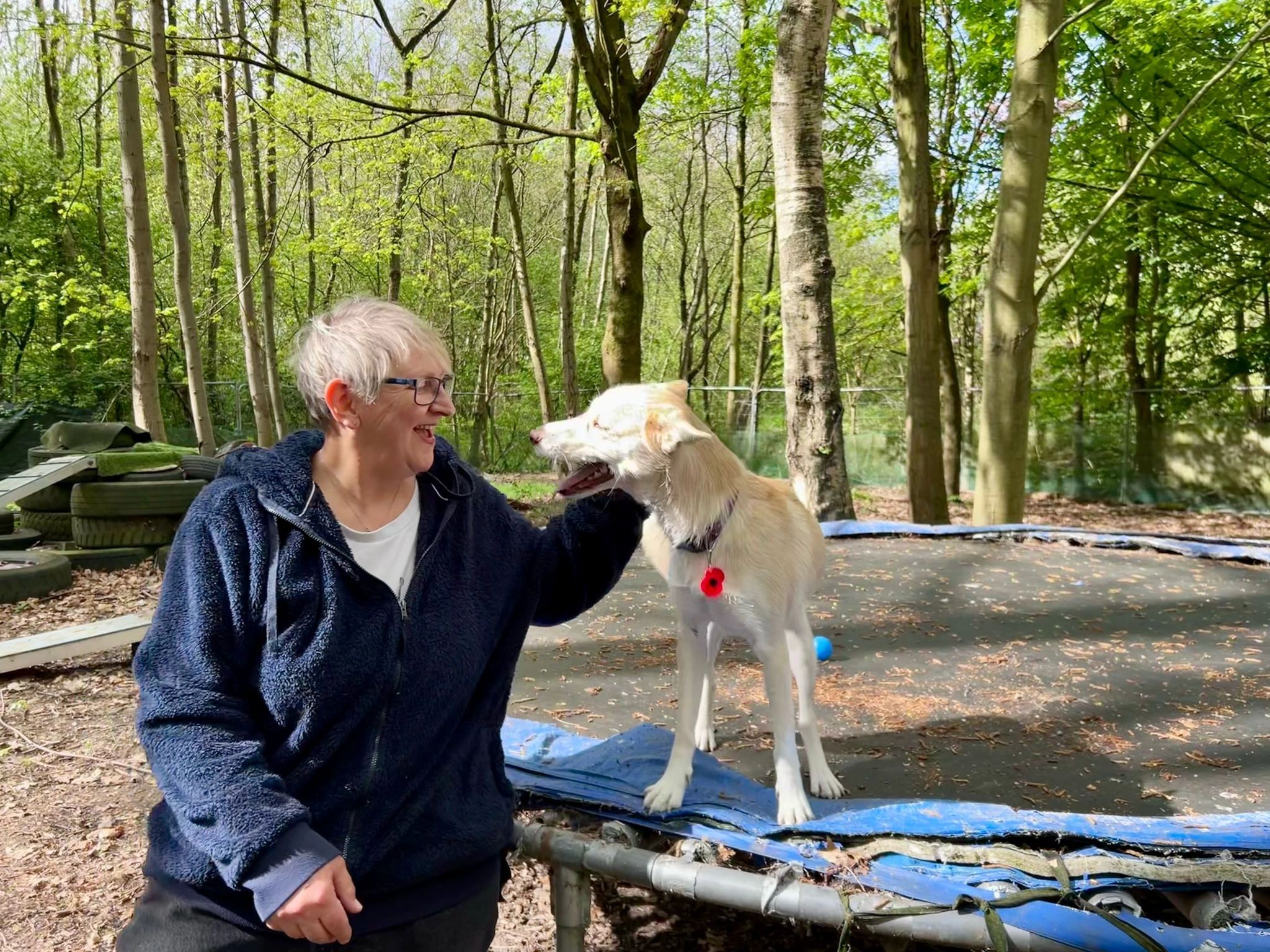 The Willow Tree: Your Ultimate Dog Park Experience