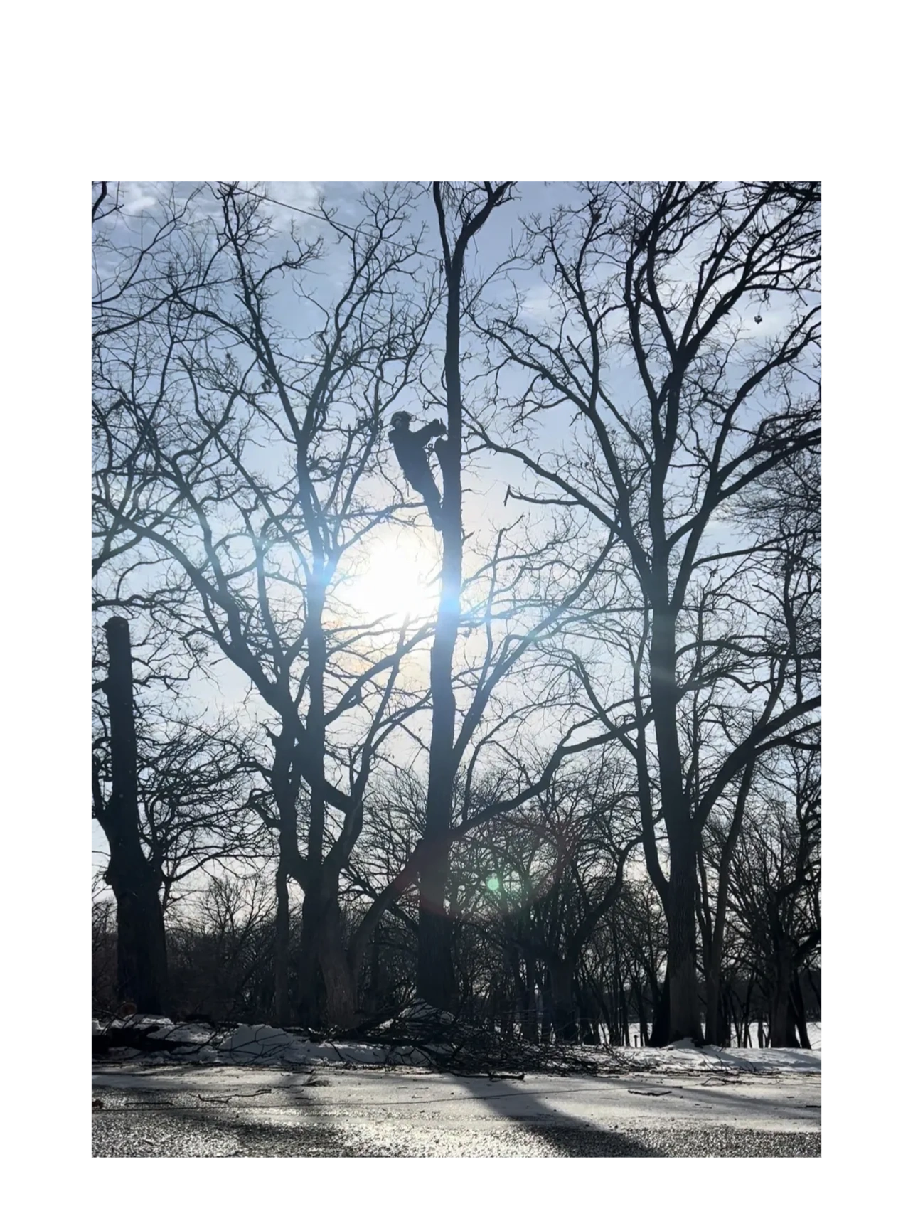Alex the Tree Guy