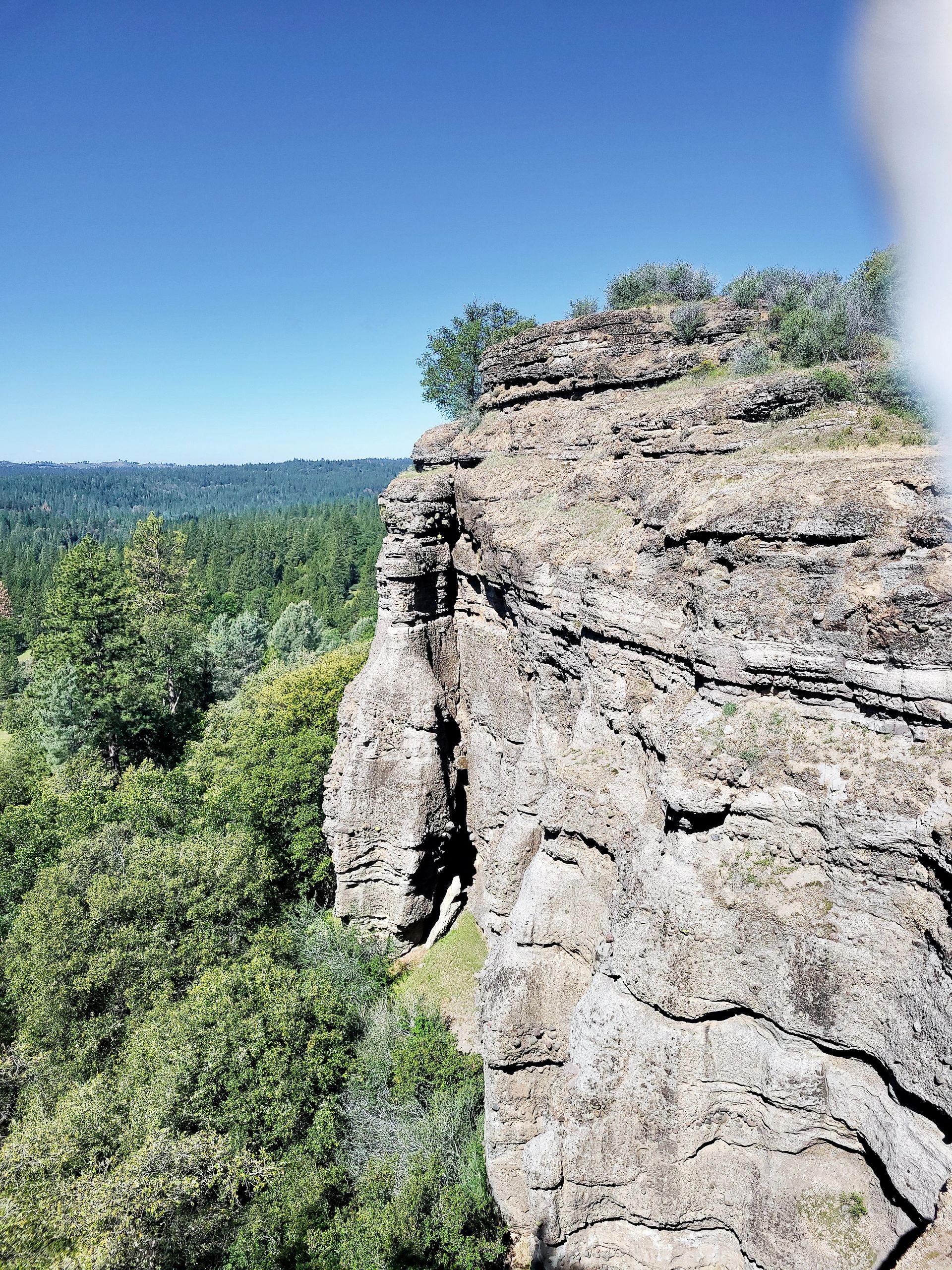 California forestry alliance