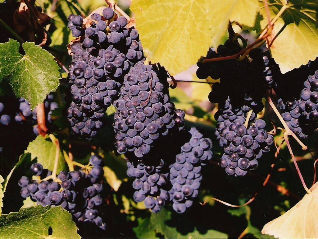 Delriospringsvineyard